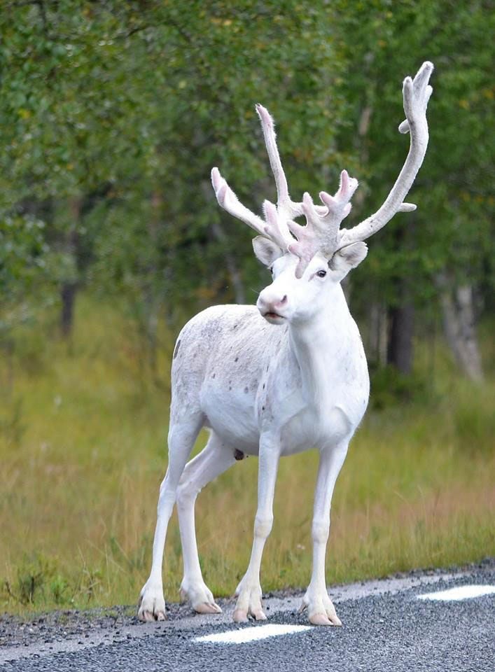 Top 20 Beutiful Animal Reindeer hd wallpapers - Download Free Hd Wallpapers