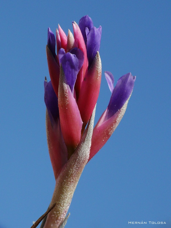 Flora Bonaerense: Clavel del aire (Tillandsia aëranthos)