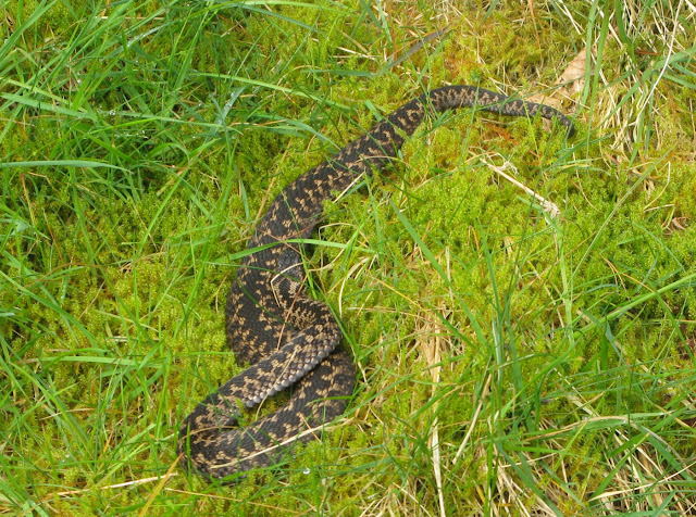 Islay Natural History Trust: Adder