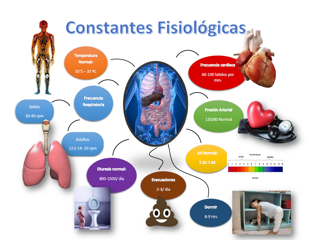 Fisiología Básica: Constantes Fisiológicas