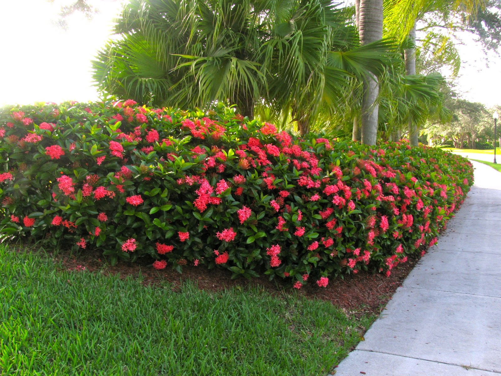MAY DAYS: Ixora In My Garden