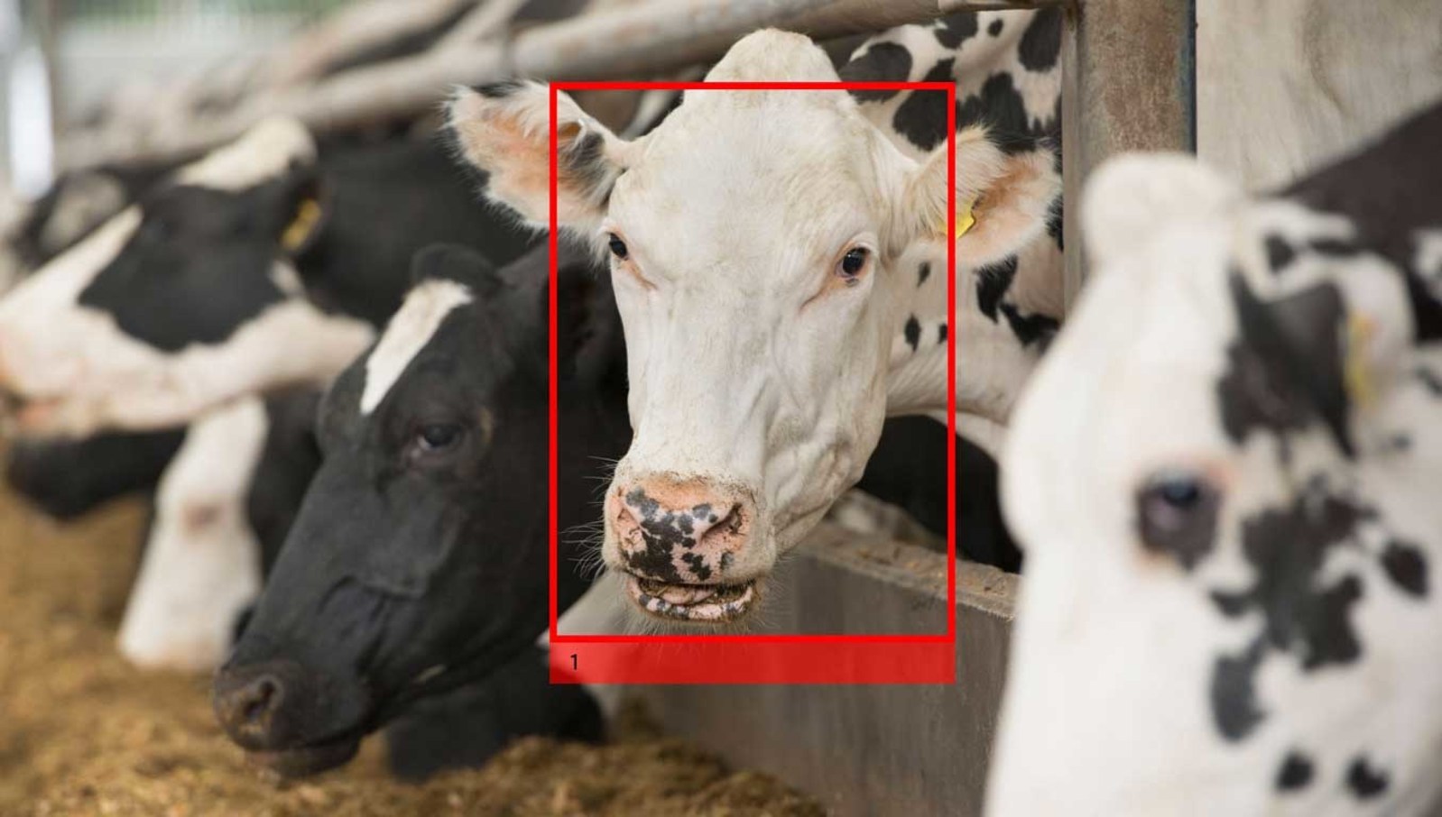 Image Sensors World: Livestock Facial Recognition