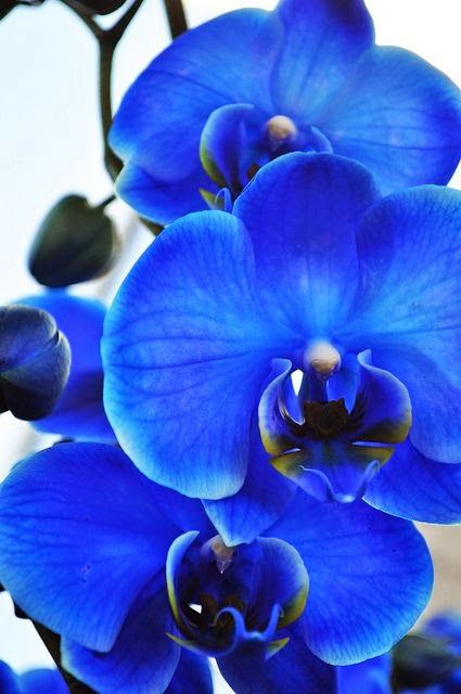 Blue Orchid | Photos Hub