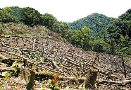 Deforestación en Honduras.