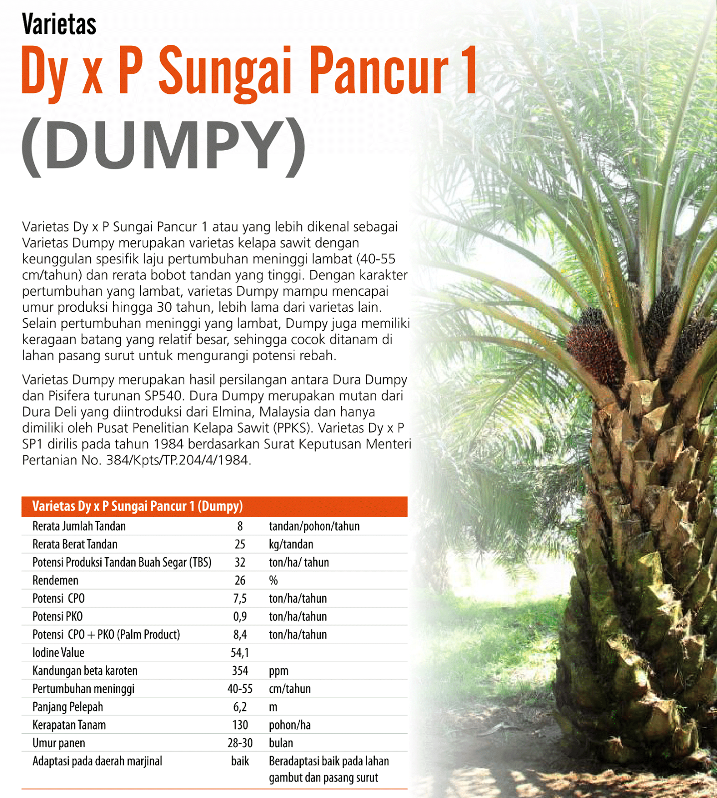 MENGENAL VARIETAS UNGGUL KELAPA SAWIT DI INDONESIA