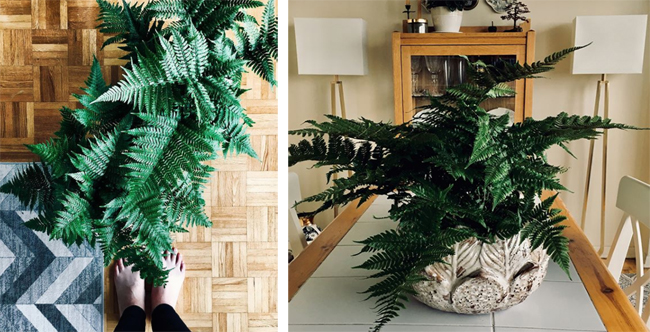 Caring For Ferns In Winter