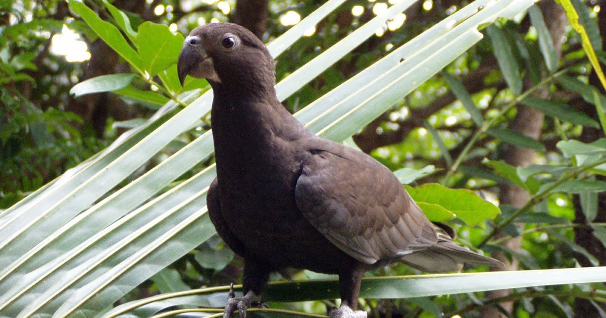 Variety of Life: Psittaciformes