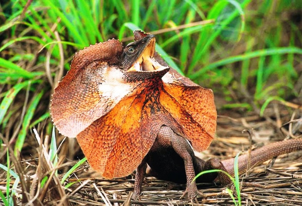 ΚΡΟΣΣΩΤΗ ΣΑΥΡΑ (FRILLED LIZARD) photos - wallpapers (ανανεωμένο) | the ...