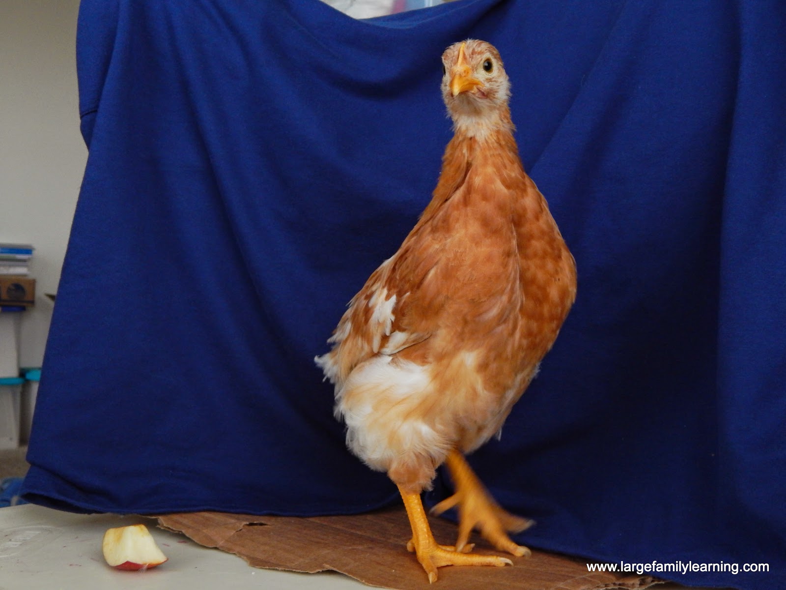 Large Family Learning : Raising Baby Chicks: 5 Weeks Old