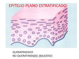 CLASIFICACIÓN DE LOS EPITELIOS