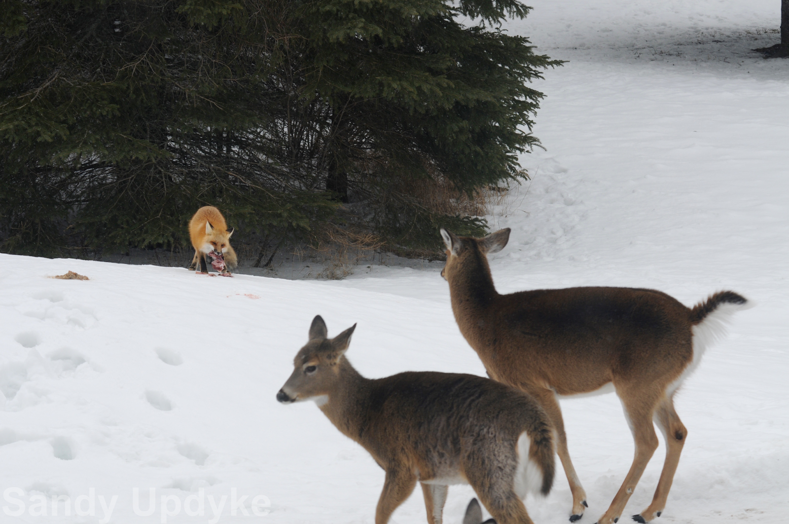 Wild About Nature: March 2016