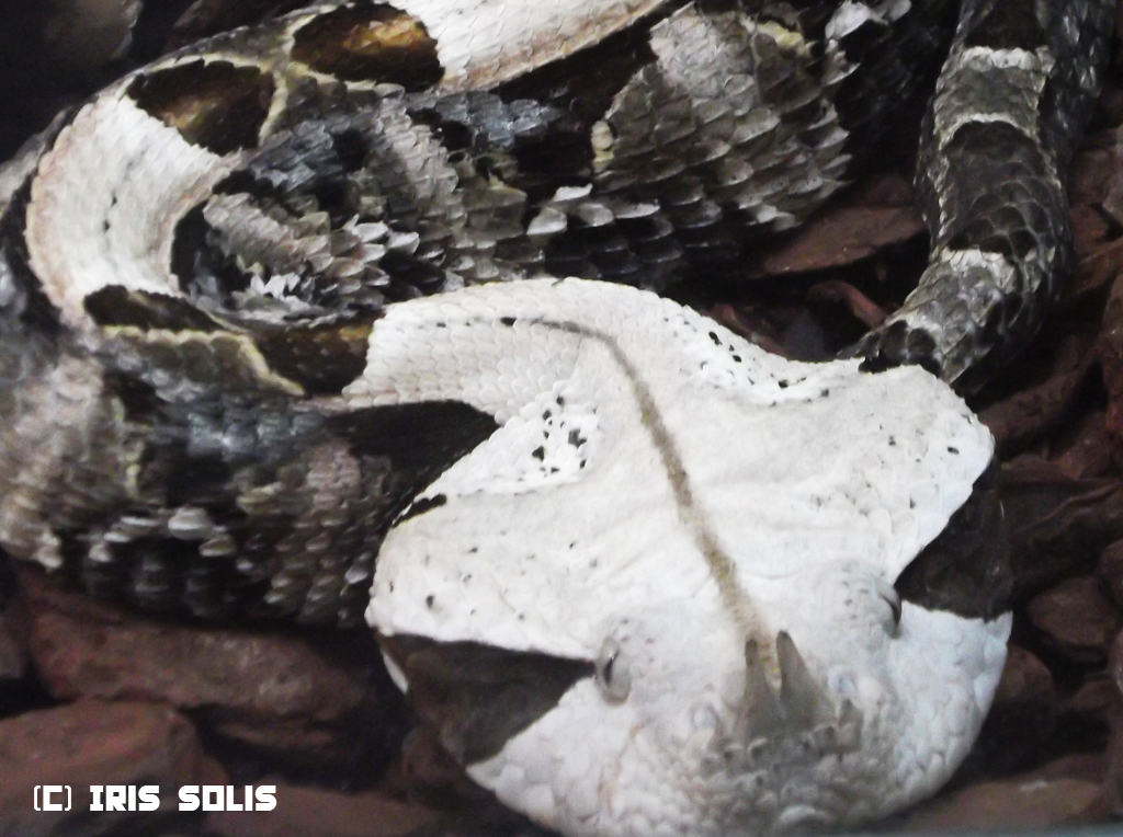 FaunaDex: Víbora del Gabón