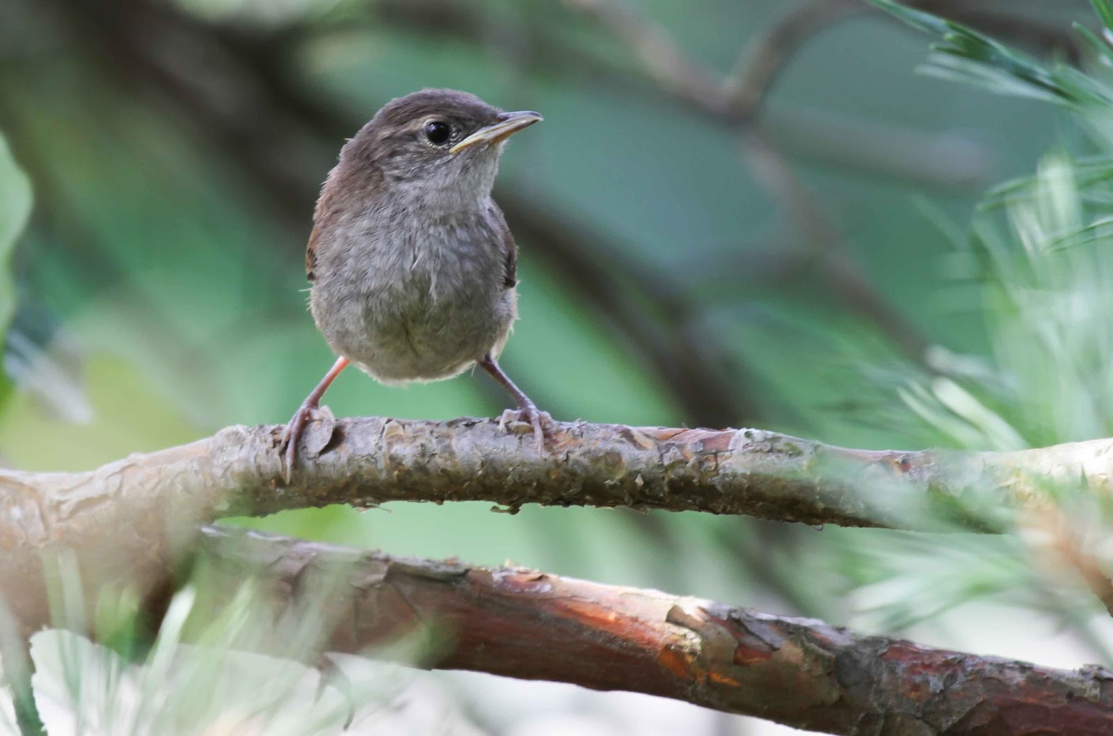 Gale's Photo and Birding Blog: House Wren