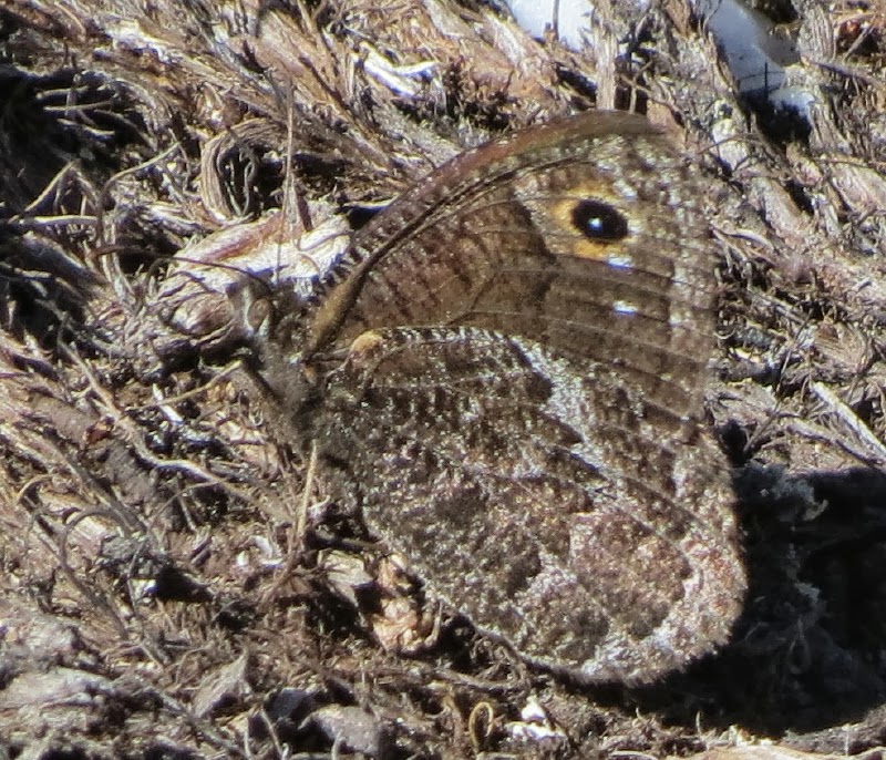 Montaña y Cicloturismo: ARCOS DE AGUA (2058m) y PEÑA CEFERA (2028m ...