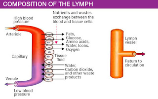 EXAMS AND ME : Chyle