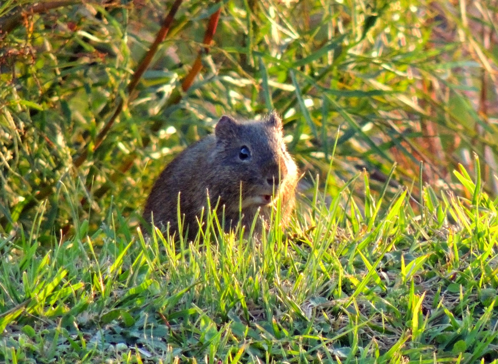 Amanda no País das Maravilhas: Cavia aperea (Preá)