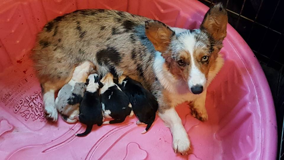 Augie Puppies: Our Females