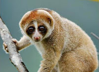 9 Cute And Deadly Animals – Looks Can Be Deceiving | Just Arcane