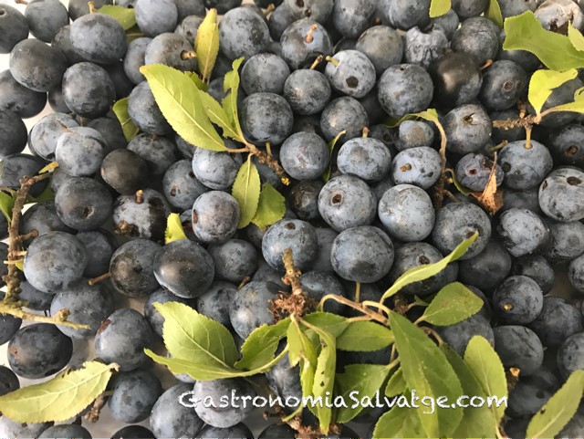 Gastronomia Salvatge i Cuina Silvestre: Com fer "Patxaran" amb Aranyons