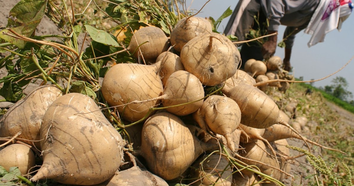 8 Manfaat dan Khasiat Buah Bengkuang untuk Kesehatan dan Kecantikan