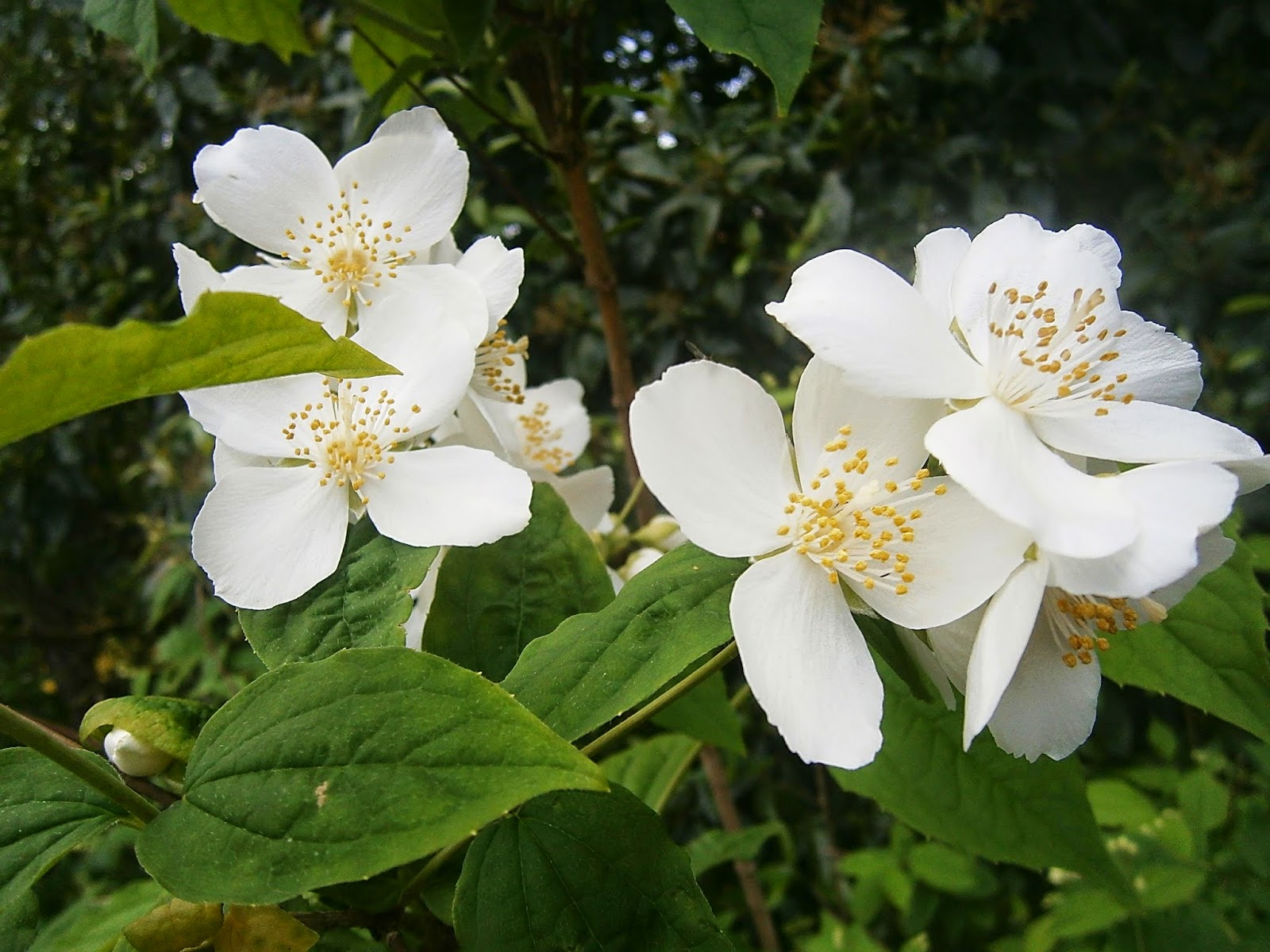 "Sua Maldade"...: delicadeza ...