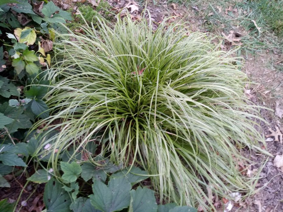 Future Plants by Randy Stewart: Carex - Ornamental Sedge