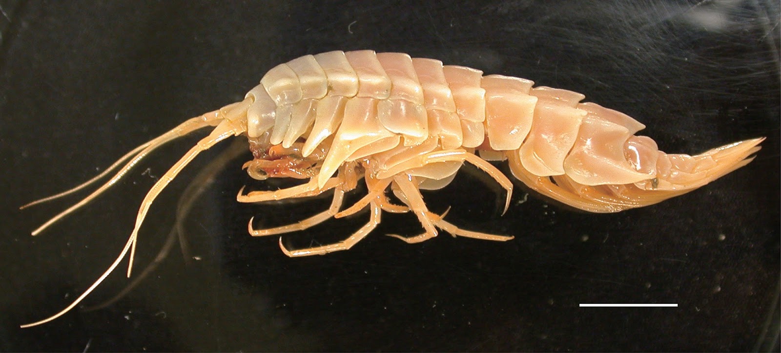 Sciency Thoughts: Epimeria abyssalis: A new species of Amphipod ...