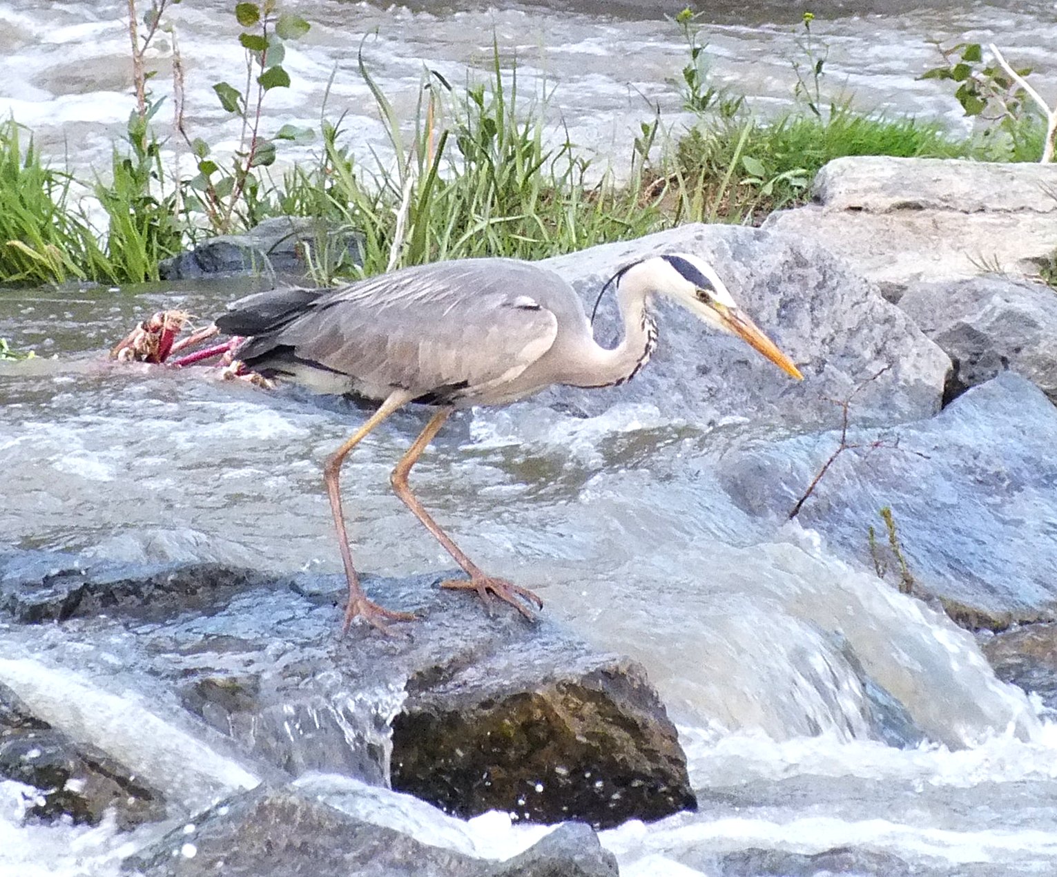 Jurnal unui desculț : starc cenusiu baraj raul vedea alexandria teleorman