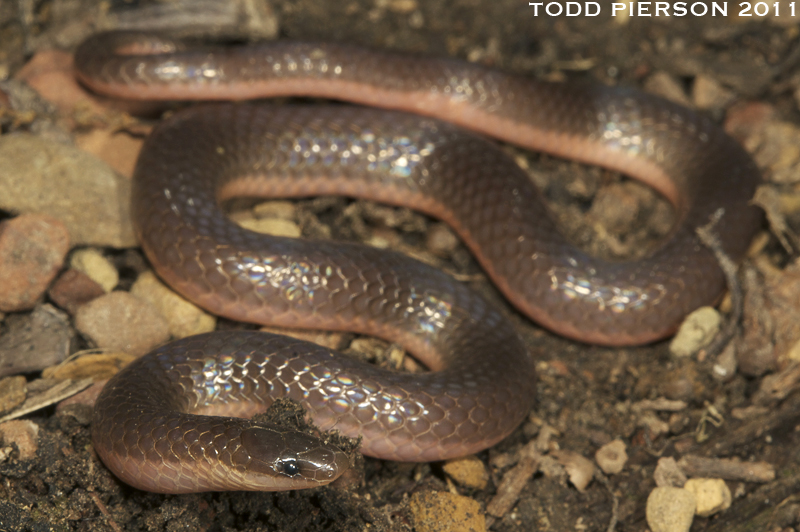 Life is short, but snakes are long: What the State Snakes Should Be ...