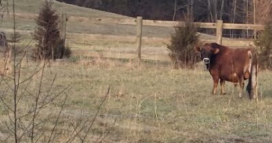 A Couple of Farmers At Maple Lawn Farm: Friday Farm Photos