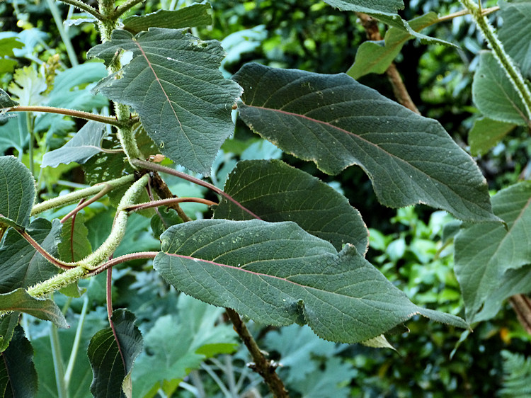 Spinrag: Mijn top 5 mooiste bladvormen in de tuin.