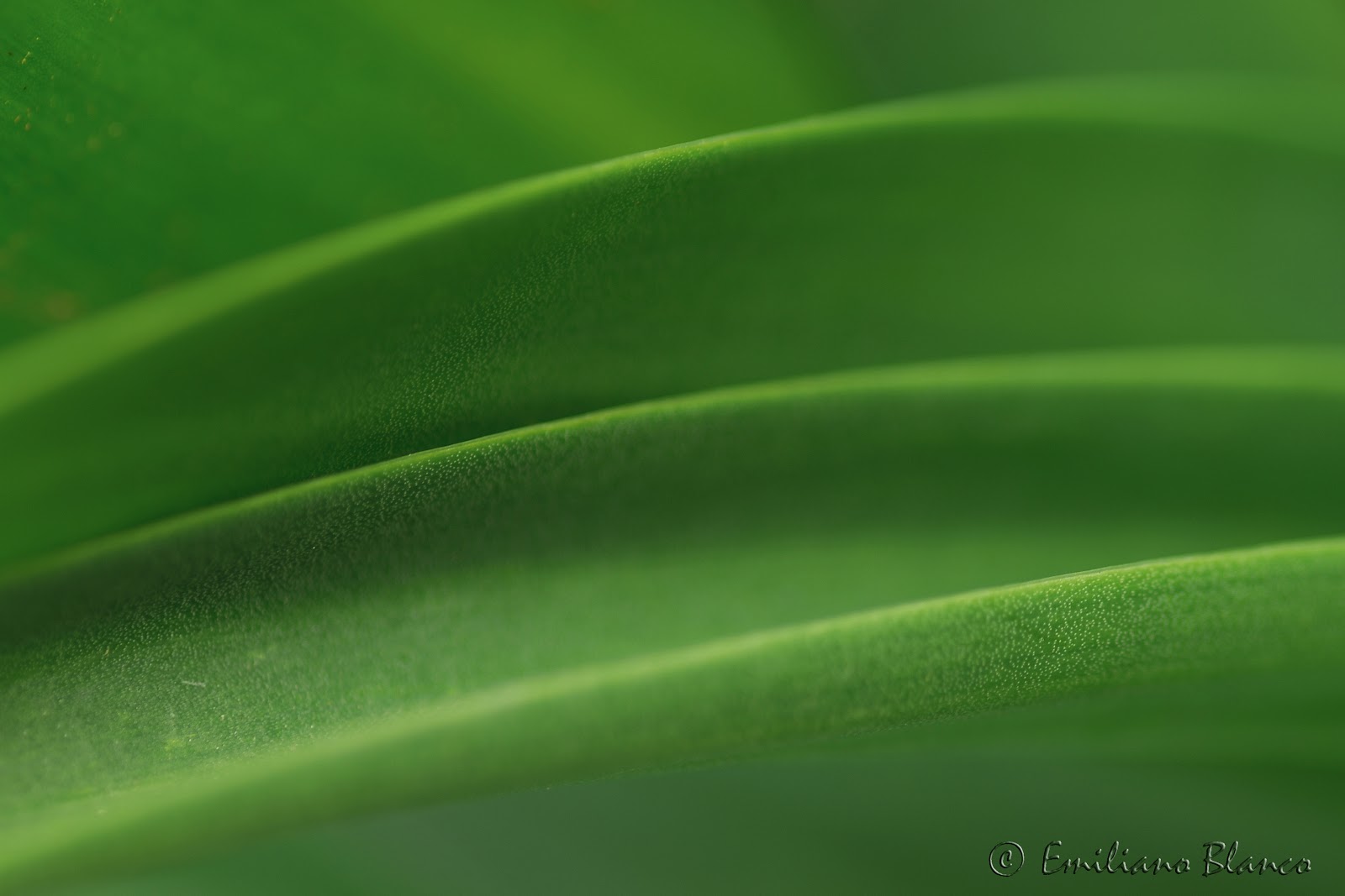 emblanco - fotografías: Un color: verde