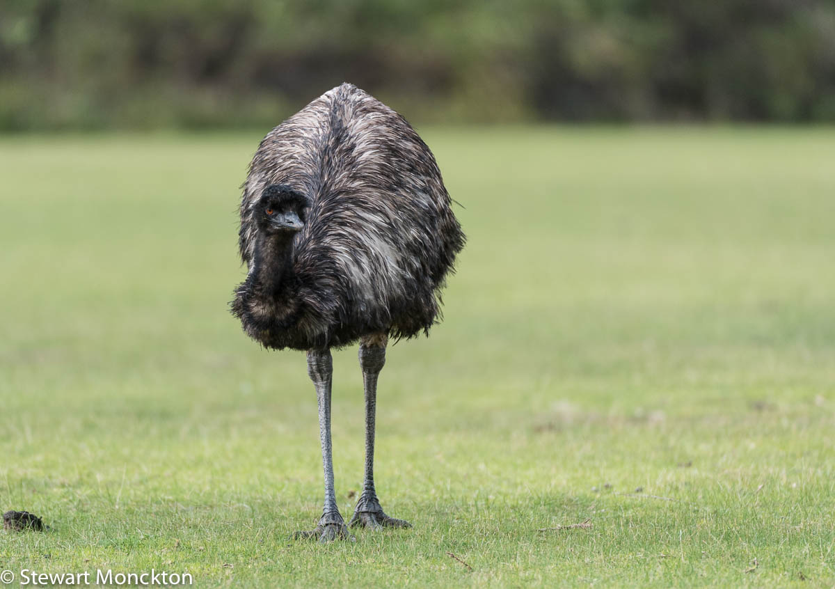Paying Ready Attention - Photo Gallery: Wild Bird Wednesday 211 - Emu