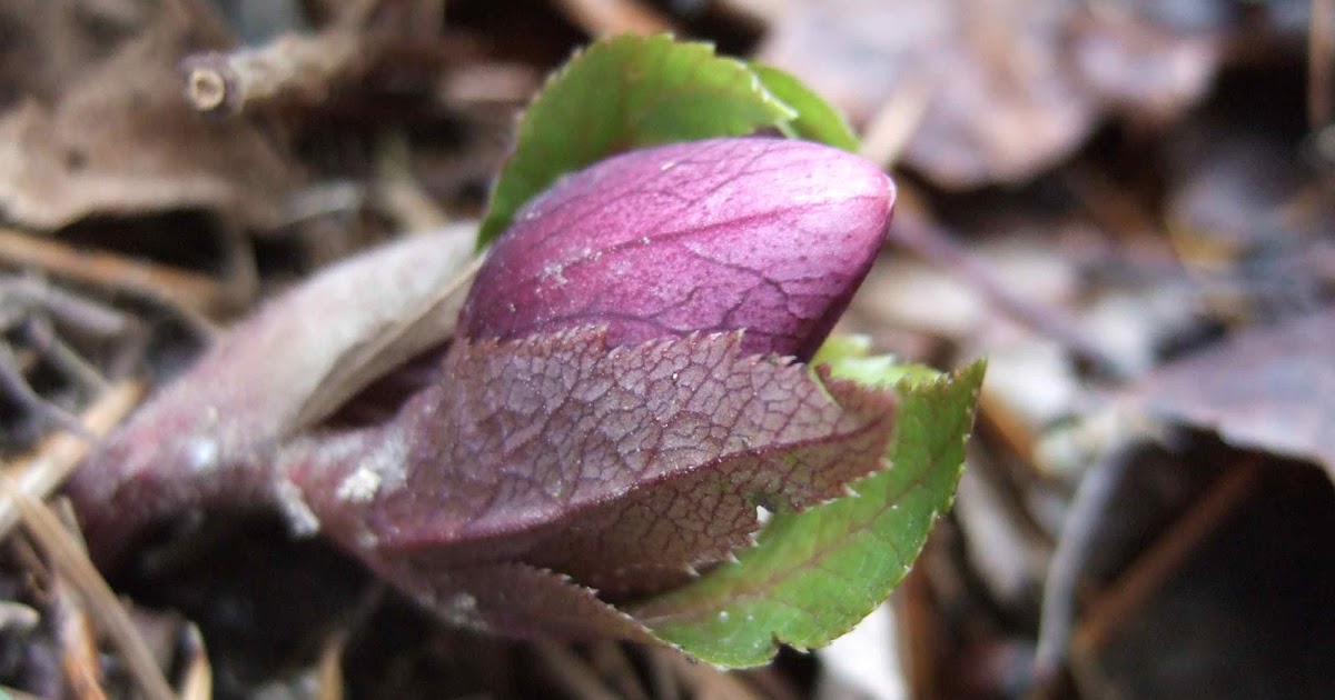 Helping Gardeners Grow: Spring. Boing!