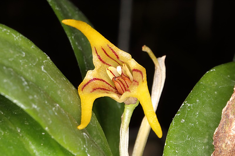 Aquarien und Orchideen : Orchideen 2