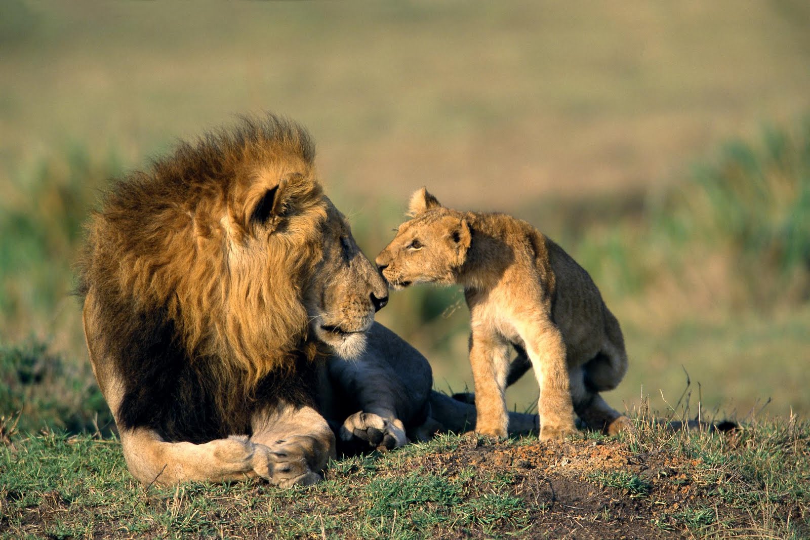 FRANCBLOG: LE LION