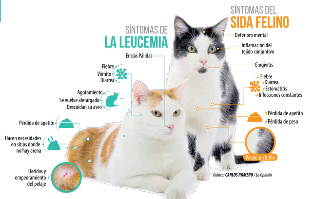 Mascotafilia: Sida Felino