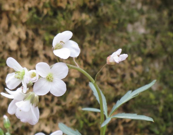 Nature Boy's Photo Journal