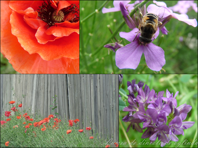 Lumea de dincolo de oglinda: June 2013