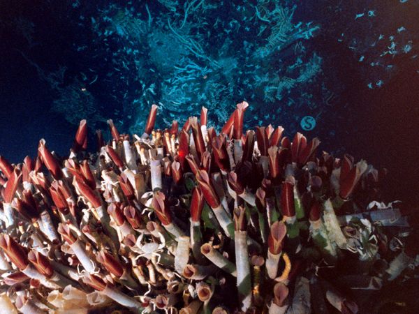The world of deep sea : Hydrothermal vent