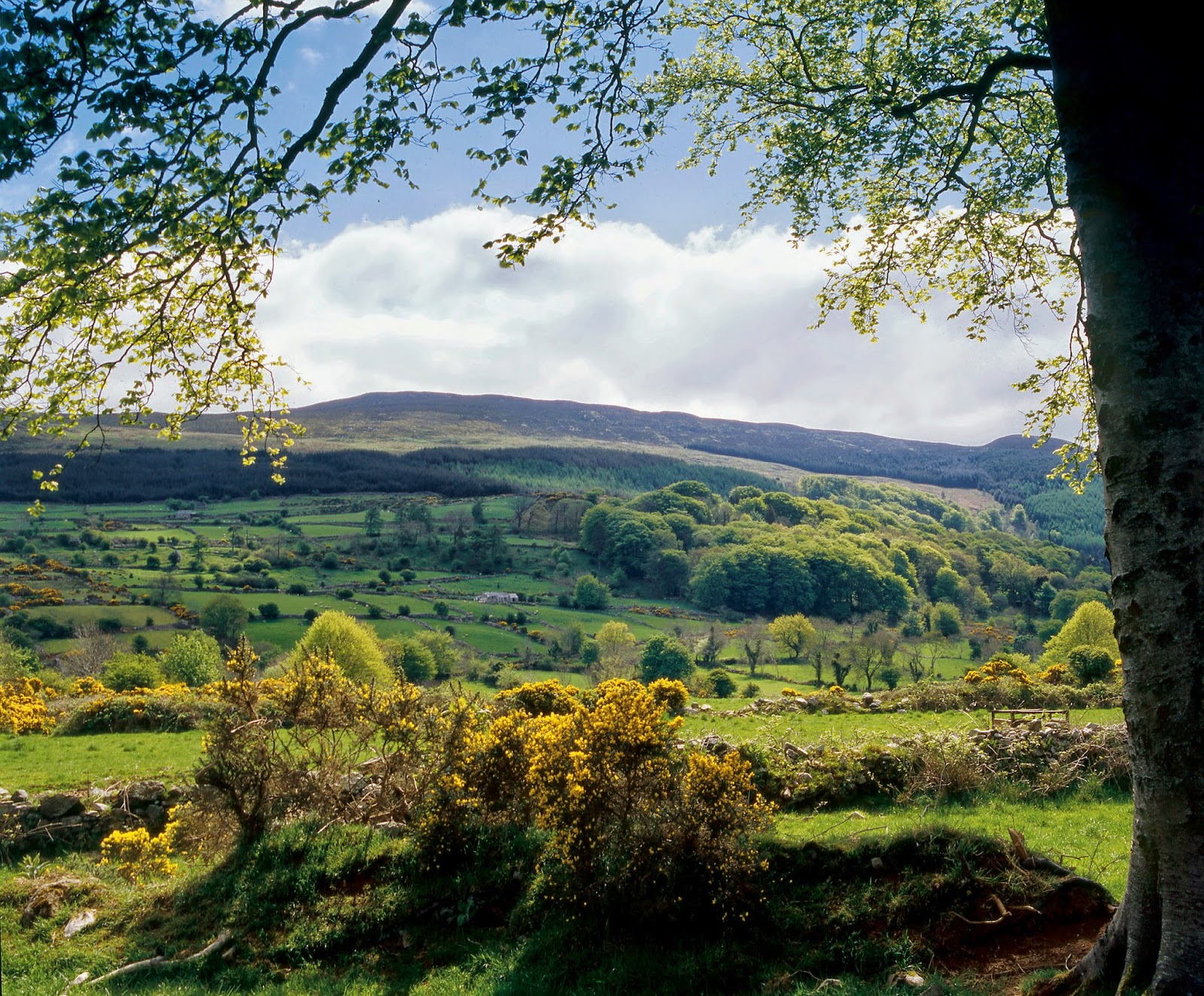 El Bosque Sagrado: Armagh (Ard Macha)