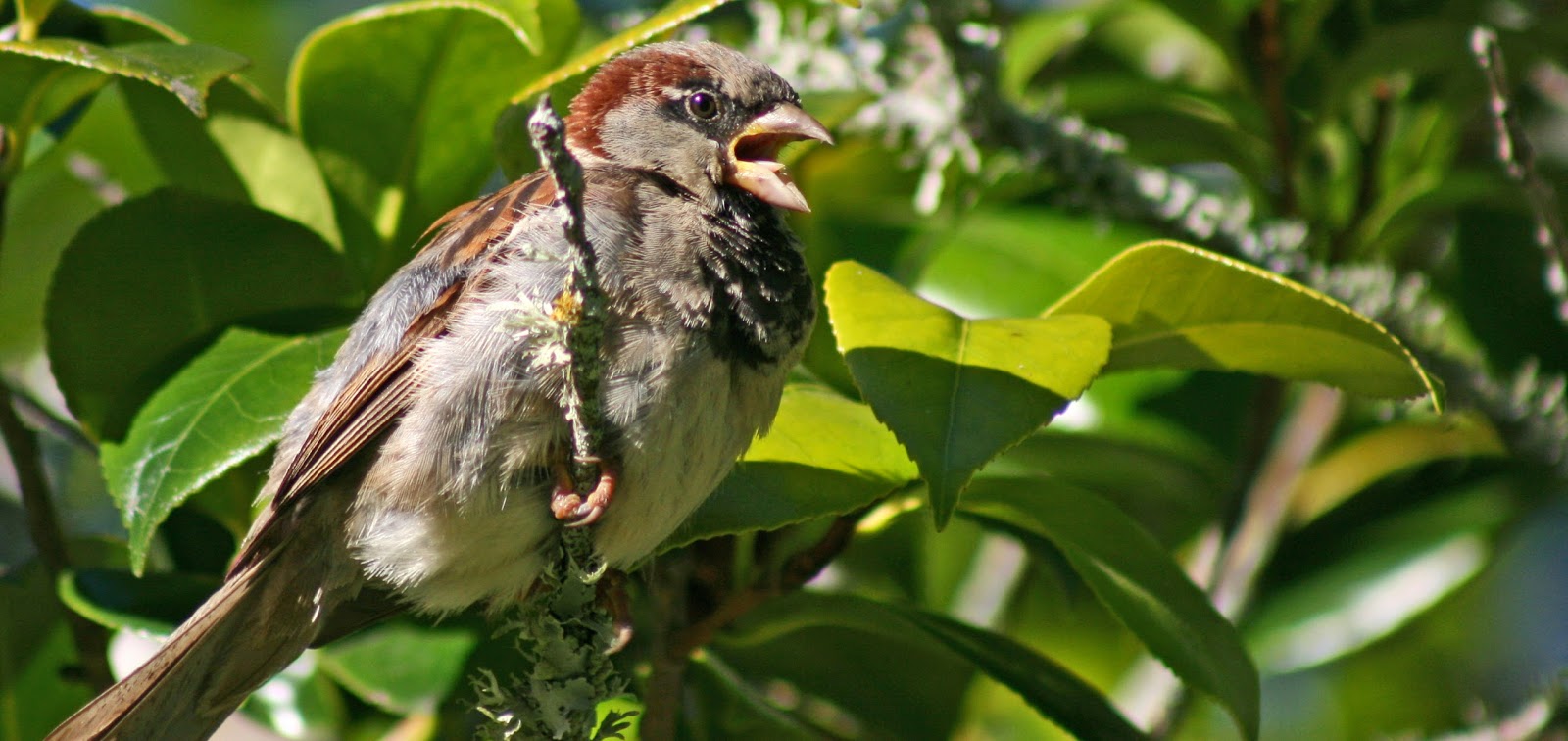 sconzani: The humble sparrow