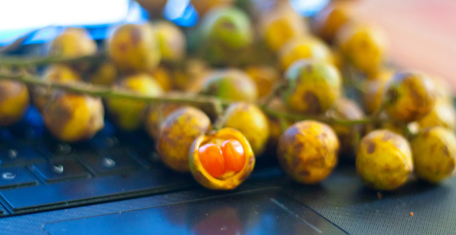 BUAH JENTIK/JELENTIK (buah hutan khas riau) ~ Jendri Uno