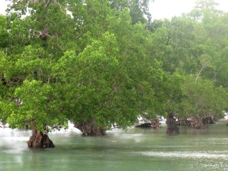 BIANGLALA : keunikan pohon bakau