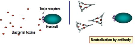 How antibody works and inactivate antigens? Antigen - Antibody interaction