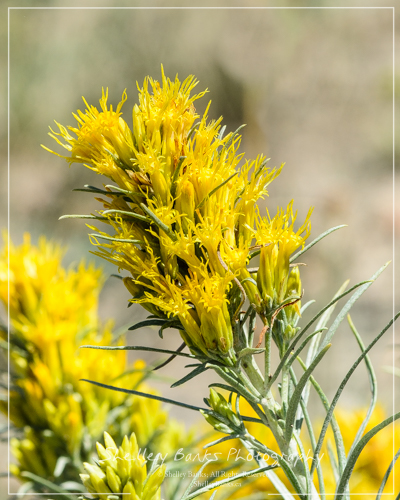 Prairie Wildflowers: Rabbitbrush in bloom in Grasslands National Park