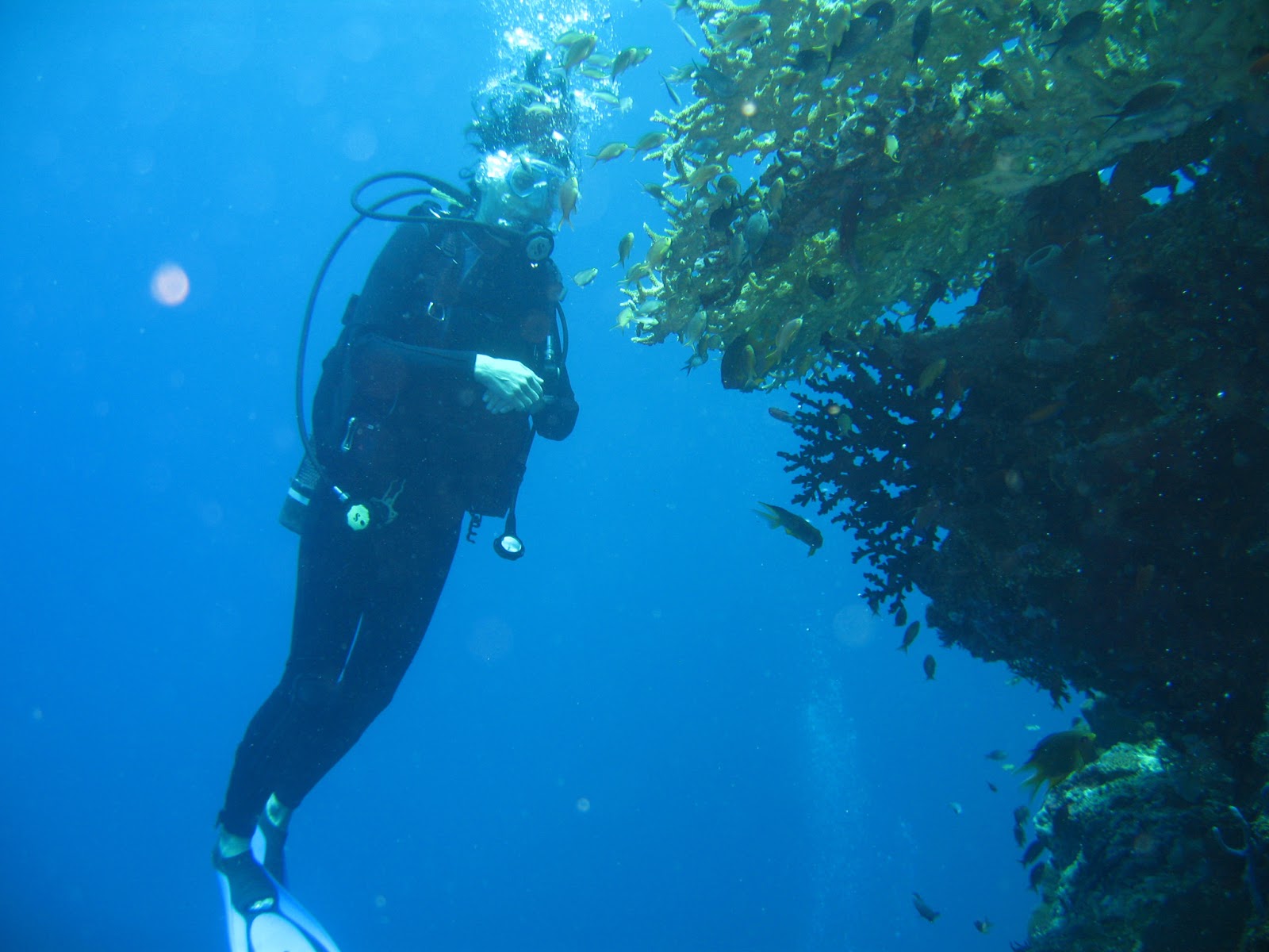 AMED SCUBA BALI DIVING CENTER # FOR THE LOVE OF DIVING: Amed - Tauchen ...