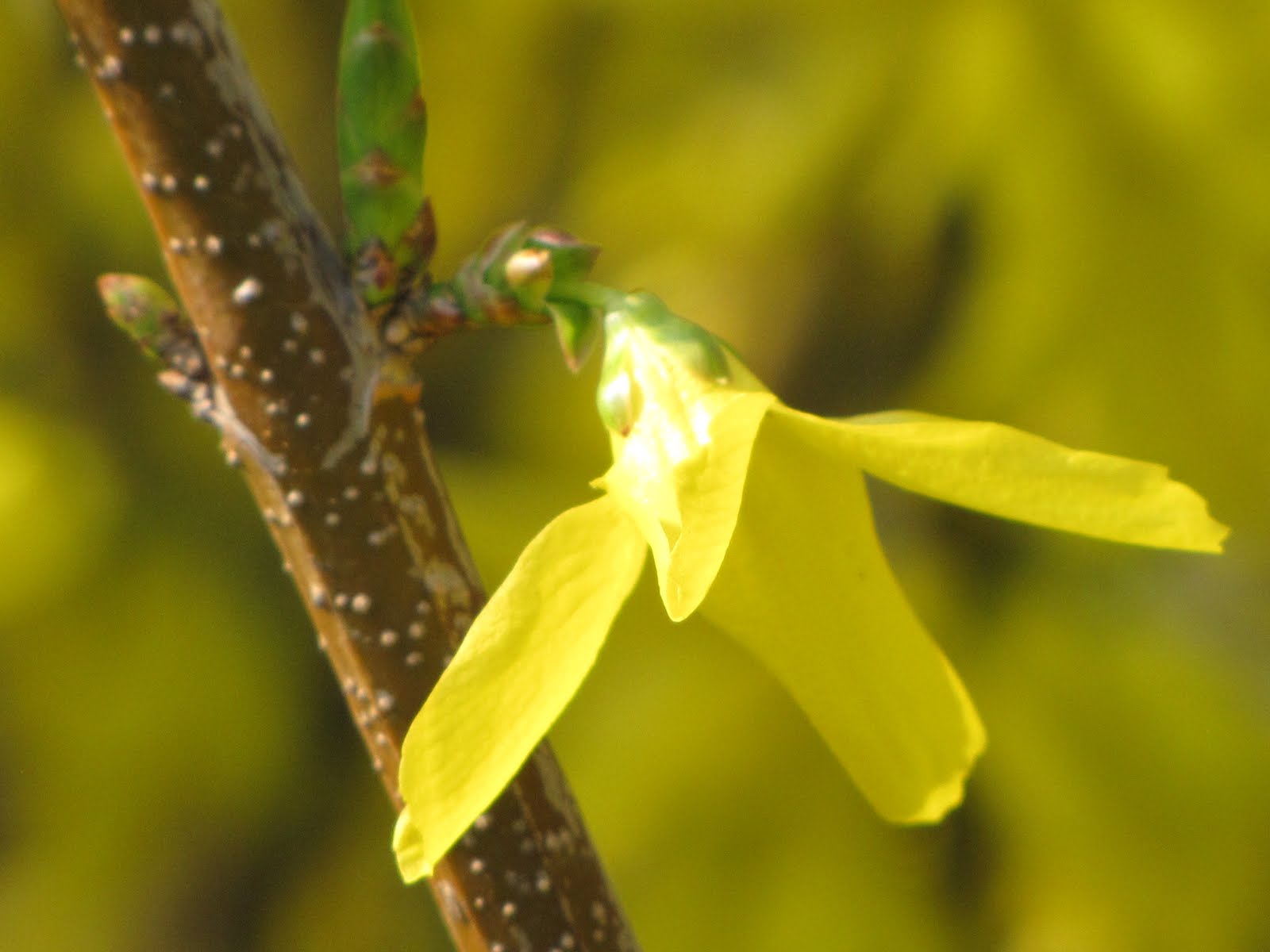 Hobby de mamica - photo, responsabilitate sociala si altele ...