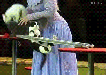 Funny cats - part 171 (40 pics + 10 gifs) | Amazing Creatures