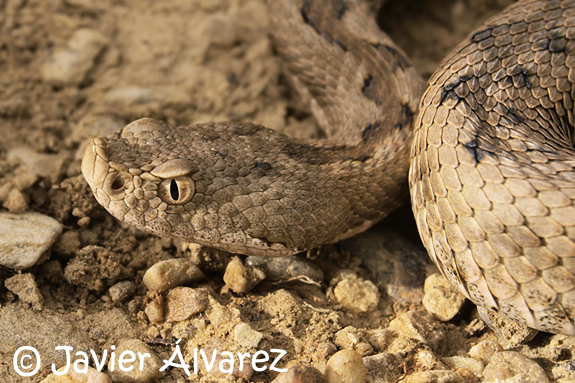 Anfibios y Reptiles de La Rioja: ¿Víbora o Culebra?
